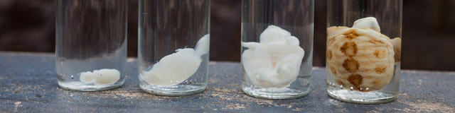 A Deeper Look at If Evolution Is True | Explore God Article